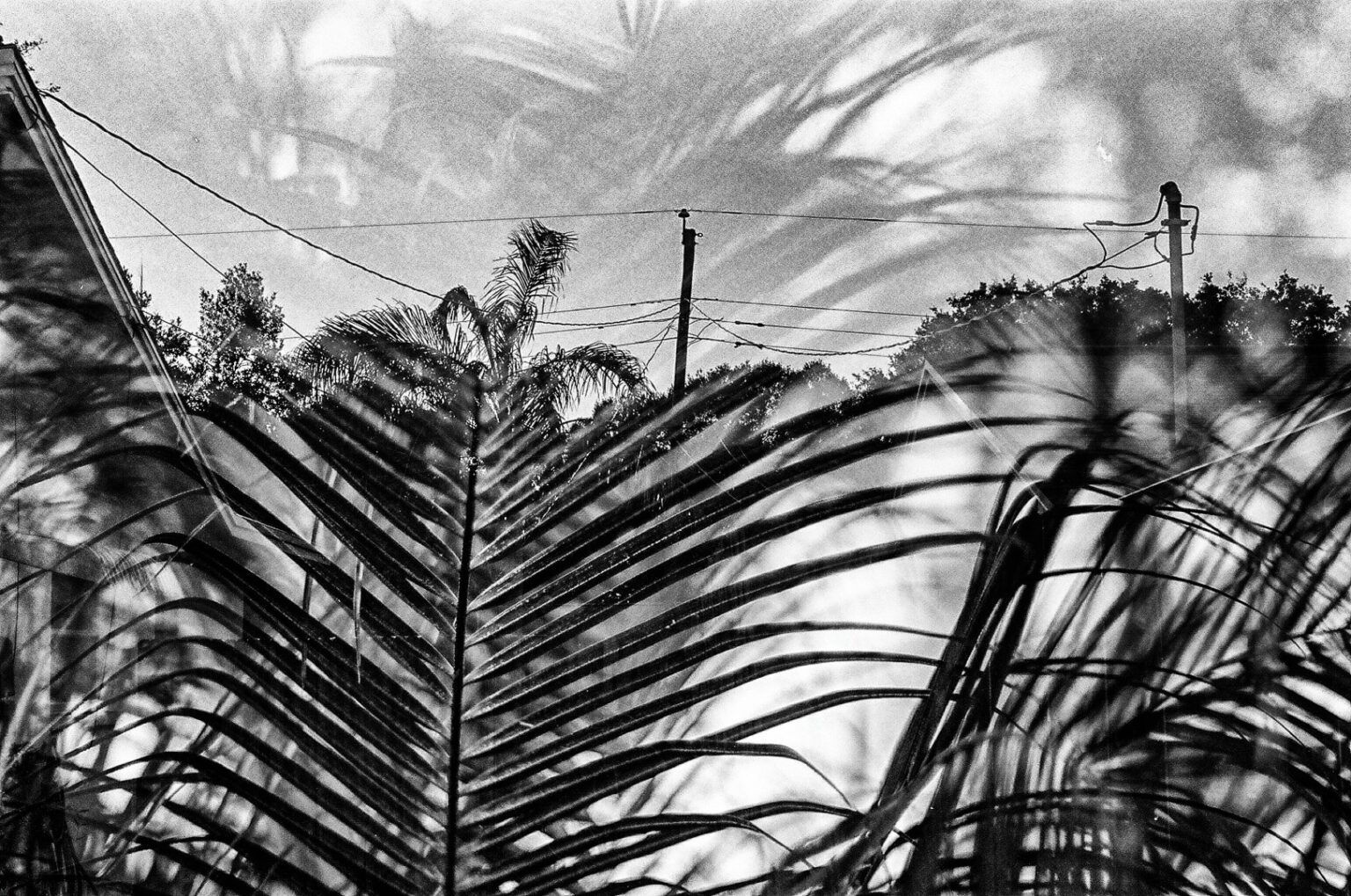 Choosing the Best Film for Your Canon AE-1 and AE-1 Program: A Beginner ...